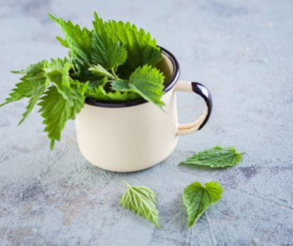 Dried Nettle Leaves: Top 5 Ways to Use Nettle – BestSourceNutrition.com