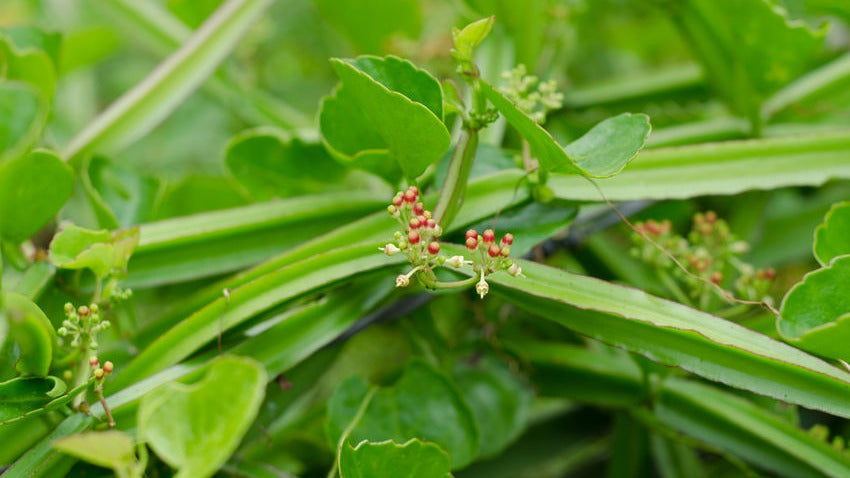 What is Ketosterones? (CissusQuadrangularis) – BestSourceNutrition.com